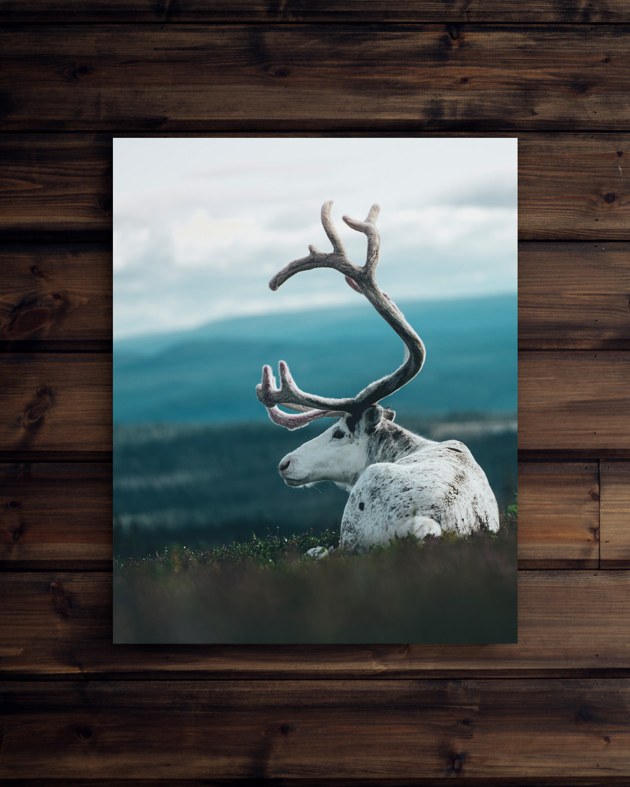 Canvas Vit ren på fjället – Fjällfoto