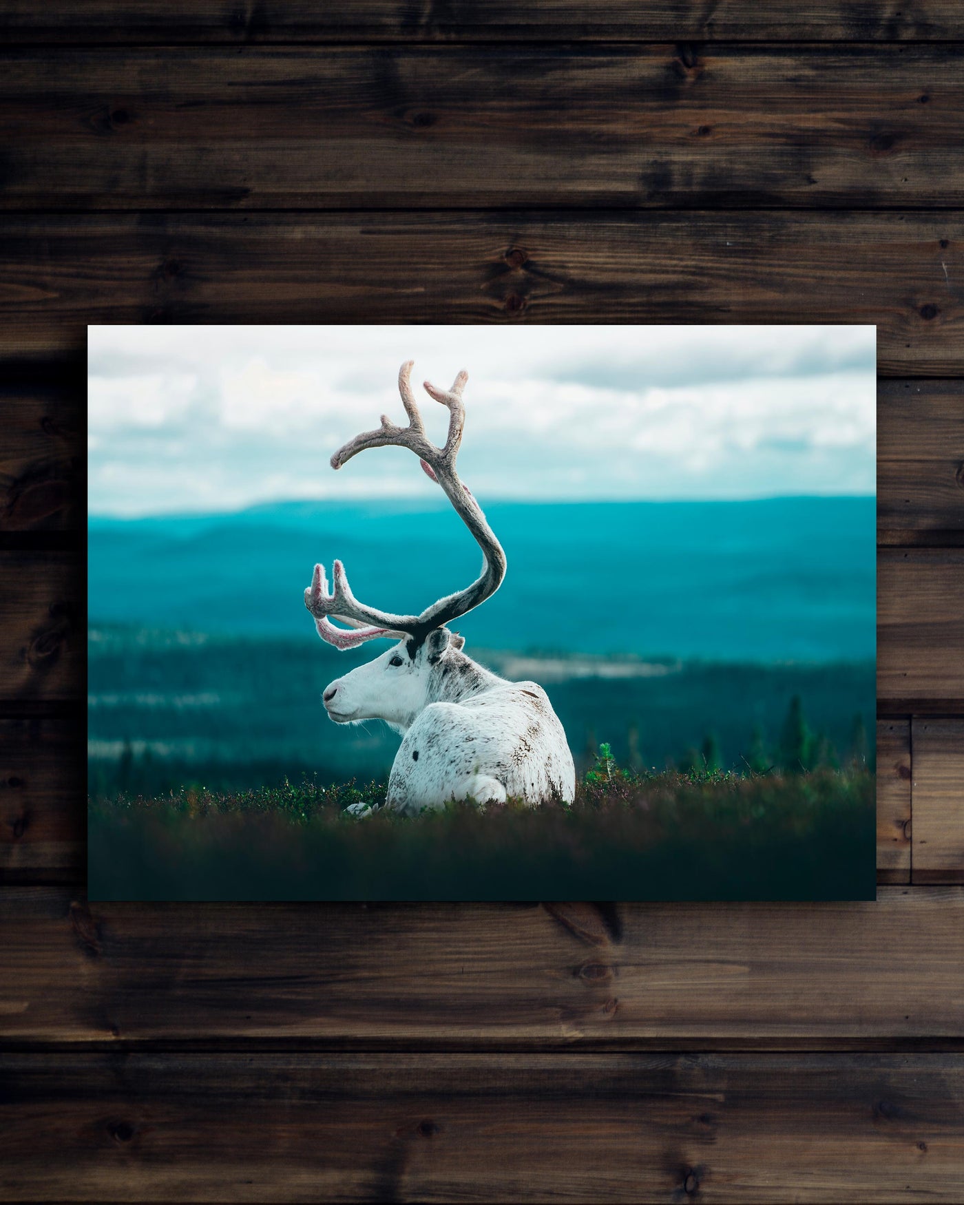 Canvas Vit ren på fjället liggande – Fjällfoto